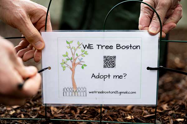 MIE Capstone Group Helps Northeastern Graduates Plant Trees for Better ...
